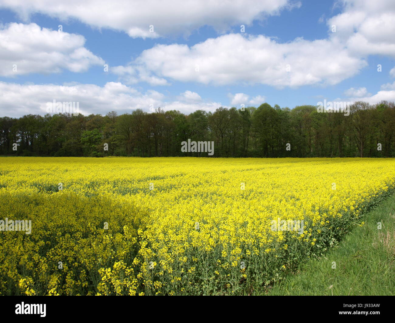 coleseed, Rape field, agriculture, farming, useful plant, cabbage ...