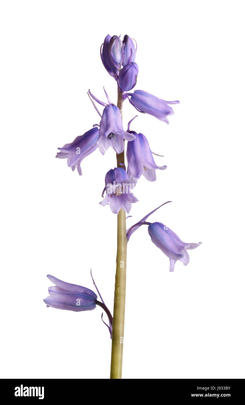 isolated, closeup, flower, plant, spring, stalk, stem, spanish, blue ...