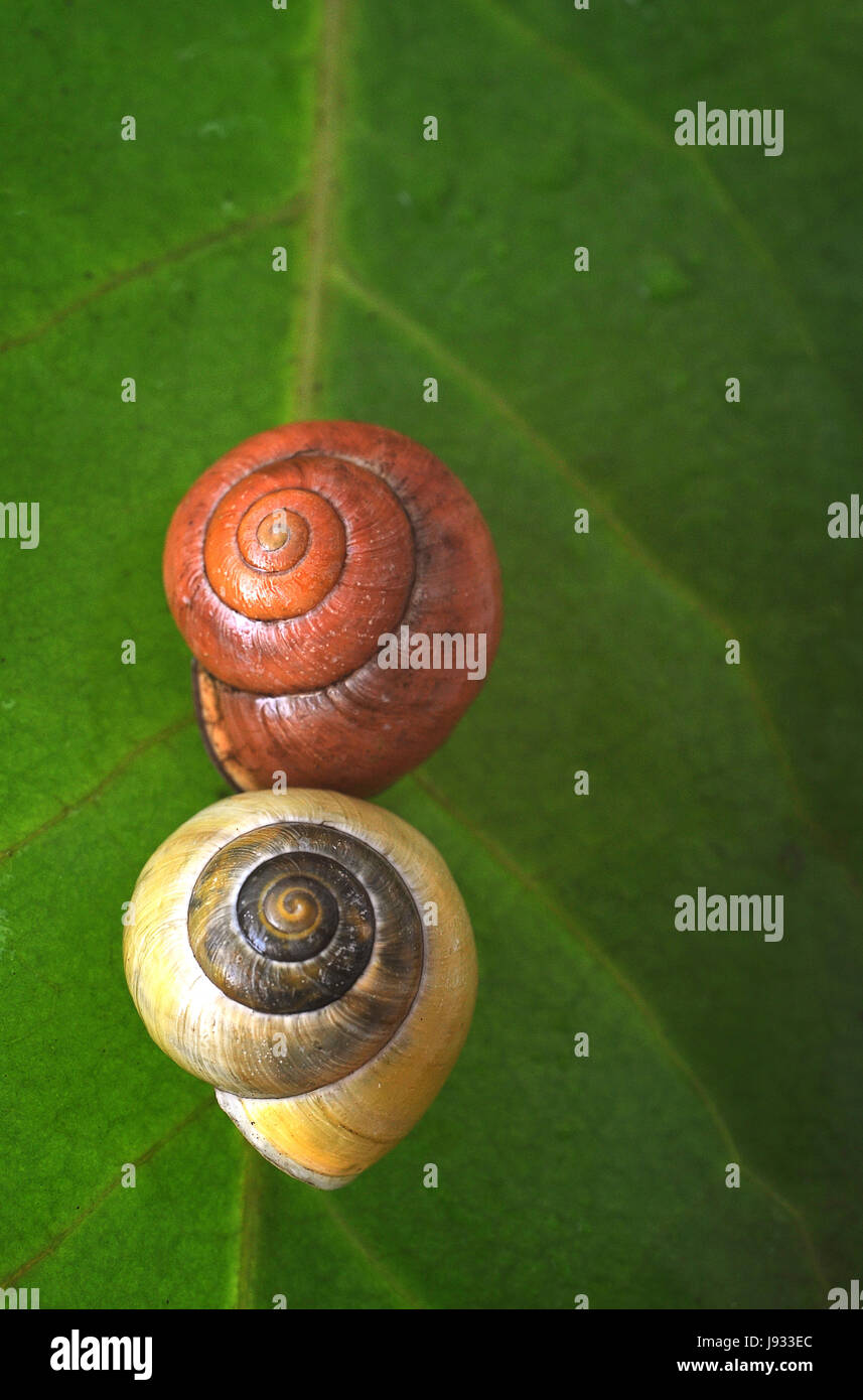 mollusc, snail, escargots, snail shell, snail shells, house, building ...