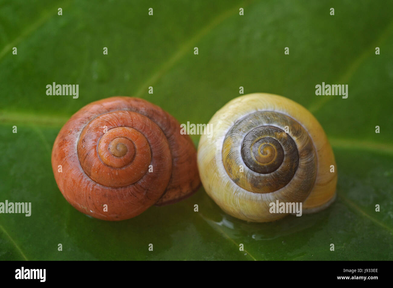 mollusc, snail, escargots, snail shell, snail shells, house, building ...