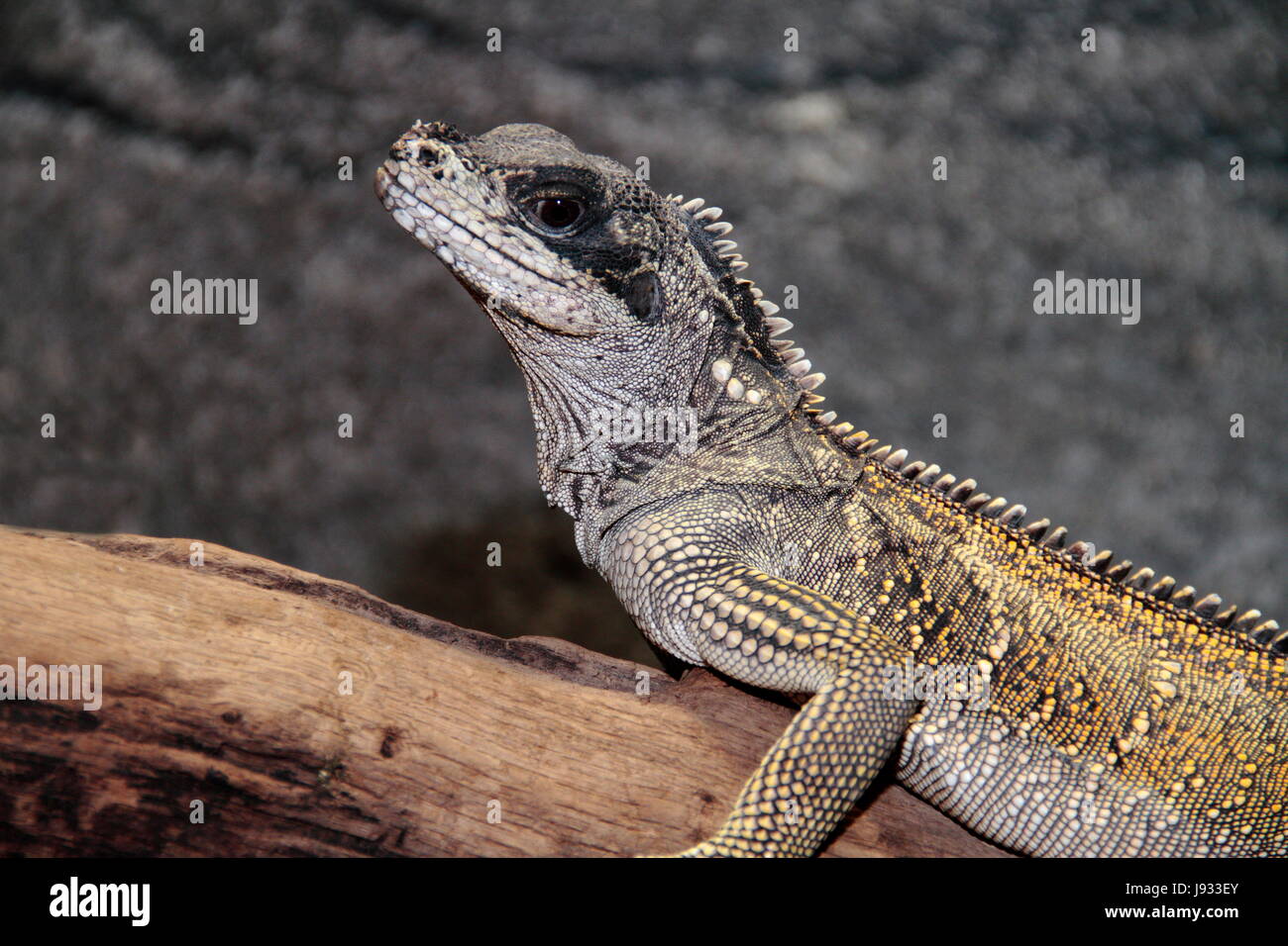 reptile, fauna, crawler, biology, profile, detail, animal, fauna ...