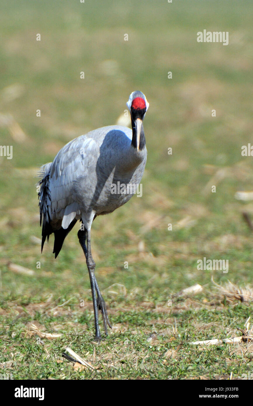 bird, birds, crane, grayer, gravel, salute, greeting, animal, bird ...