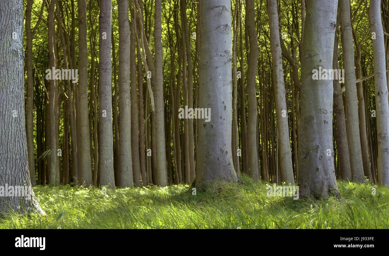 book, tree, trees, wood, beech, forest, book, tree, trees, wood, water ...