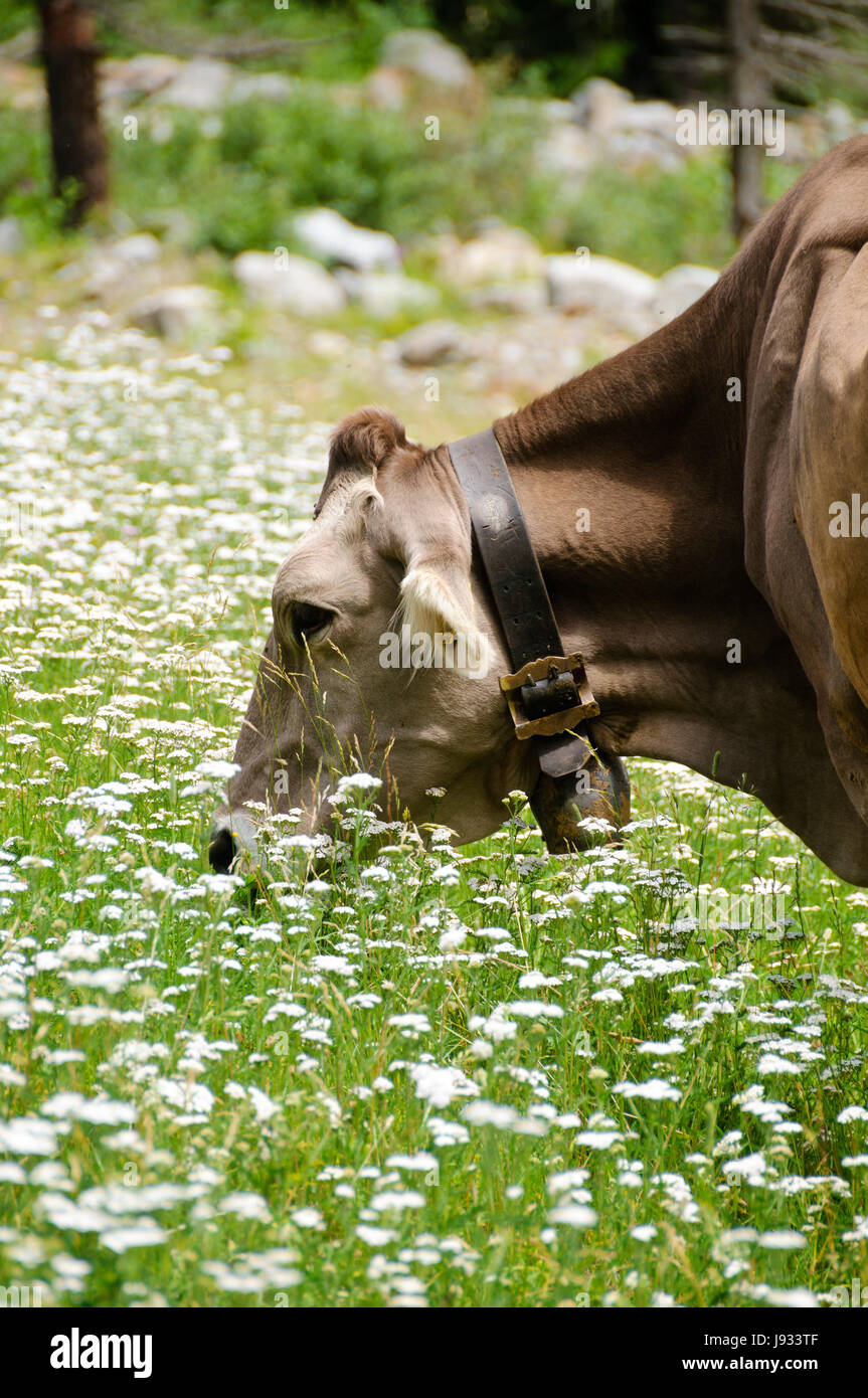 animal, fauna, cow, cattle, pasture, landscape, scenery, countryside ...