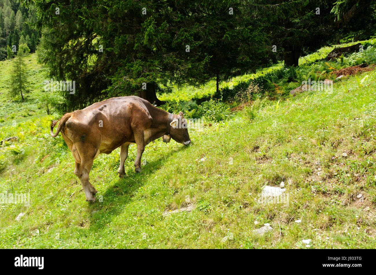 animal, fauna, cow, cattle, pasture, landscape, scenery, countryside ...