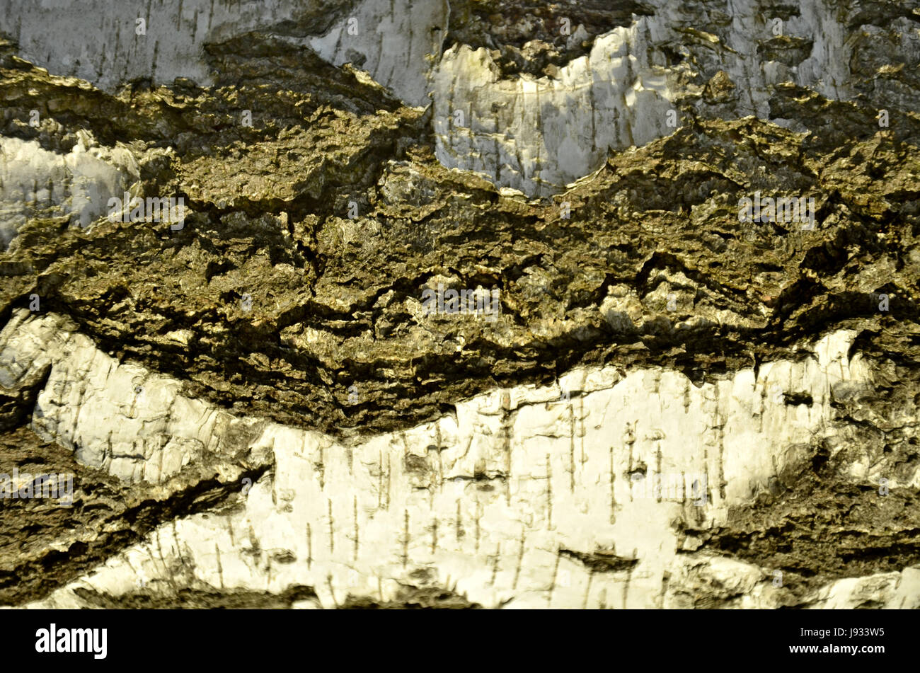 macro, close-up, macro admission, close up view, wood, bark, birch ...