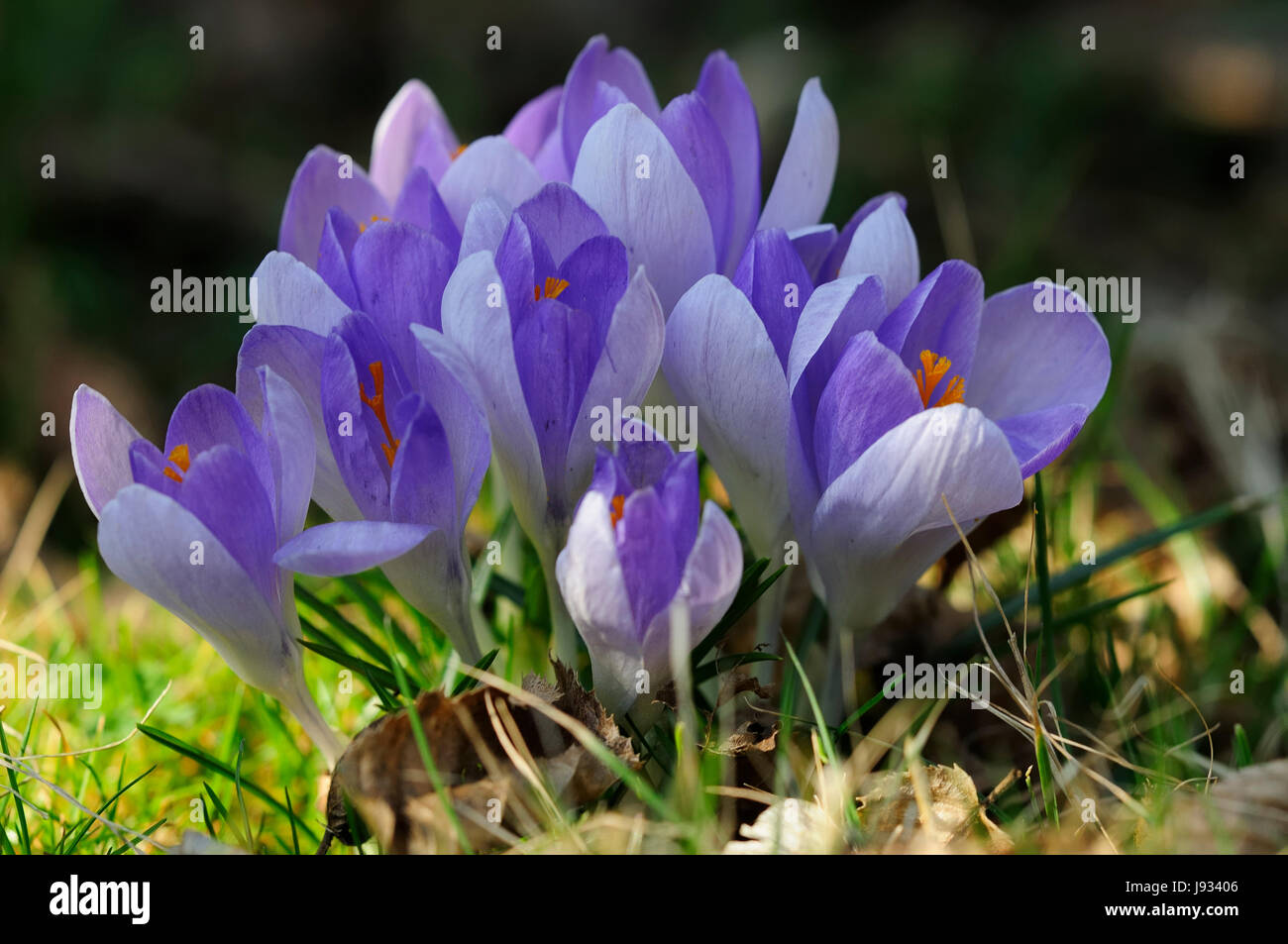 bloom, blossom, flourish, flourishing, spring, crocus, crocuses, macro ...