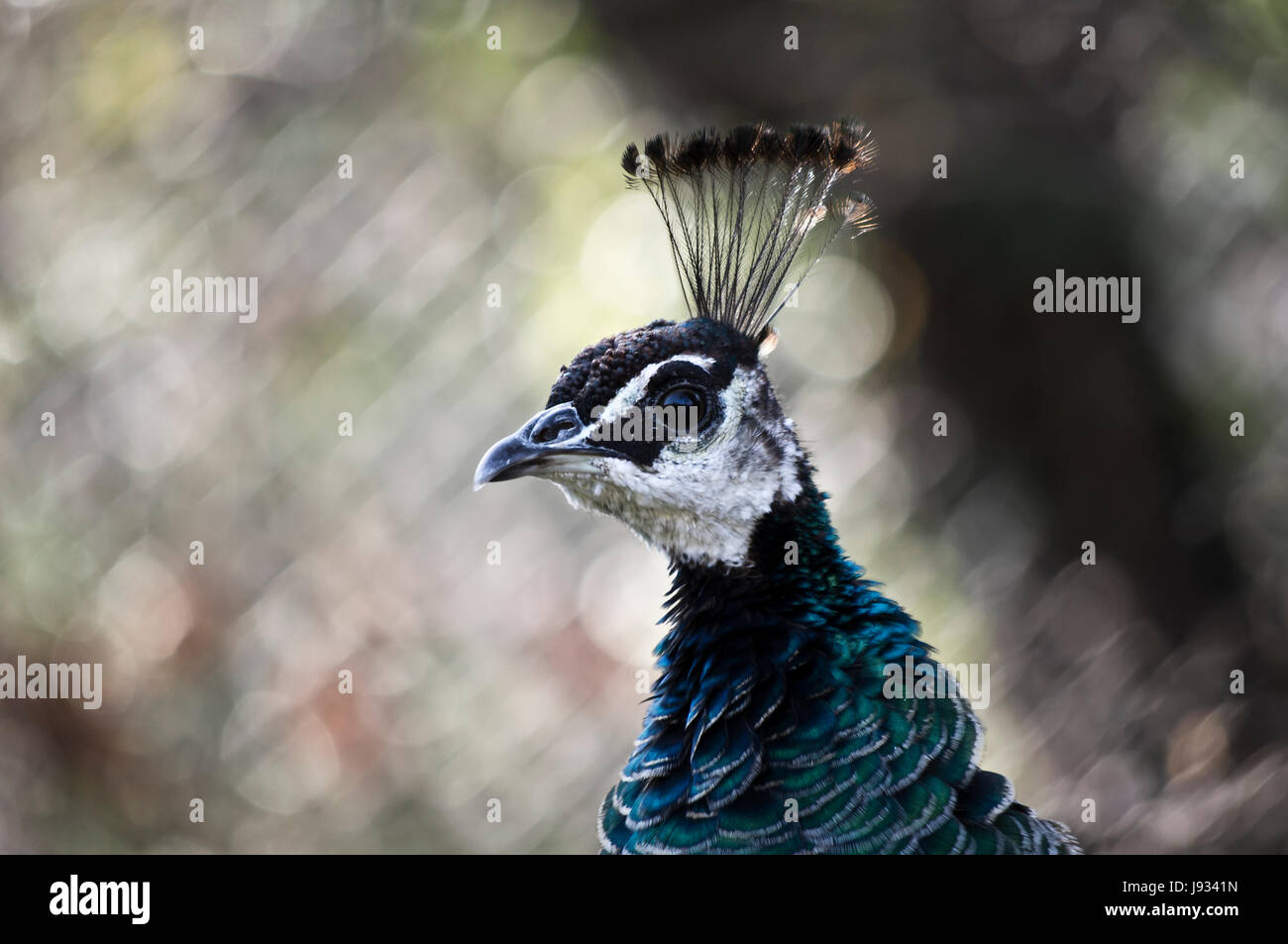 Captain peacock hi-res stock photography and images - Alamy