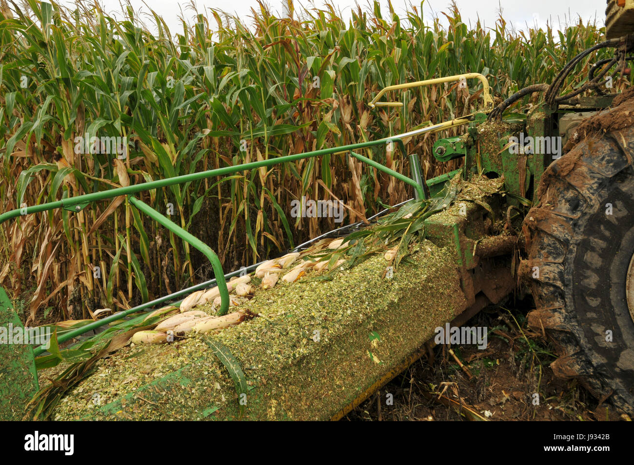 agriculture, farming, corn, cornfield, agriculture, farming, field ...