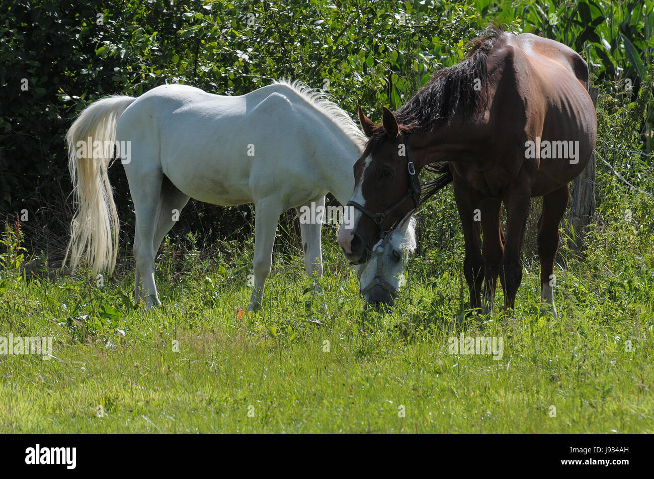 ride, horse, animal, wild horse, horseriding, nature, ride, horse ...