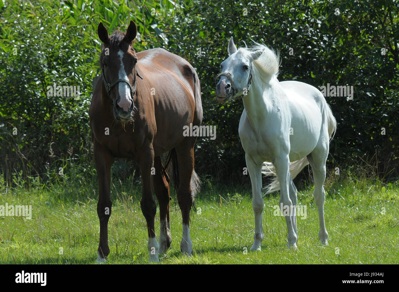 ride, horse, animal, wild horse, horseriding, nature, ride, horse ...