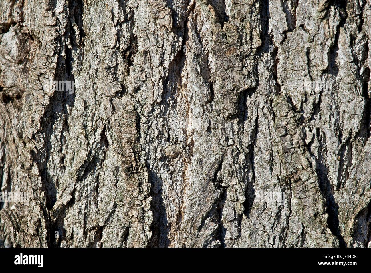 tree, trees, branch, bark, vein, structure, forest, leaf, tree, park ...
