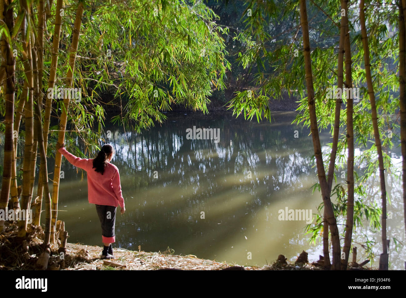 female, tree, look, glancing, see, view, looking, peeking, looking at ...