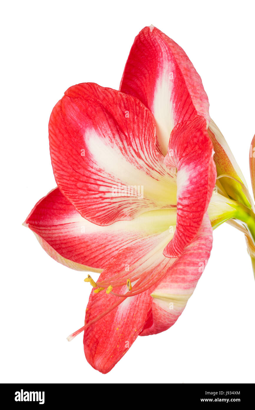amaryllis close up of a flower against white background Stock Photo - Alamy