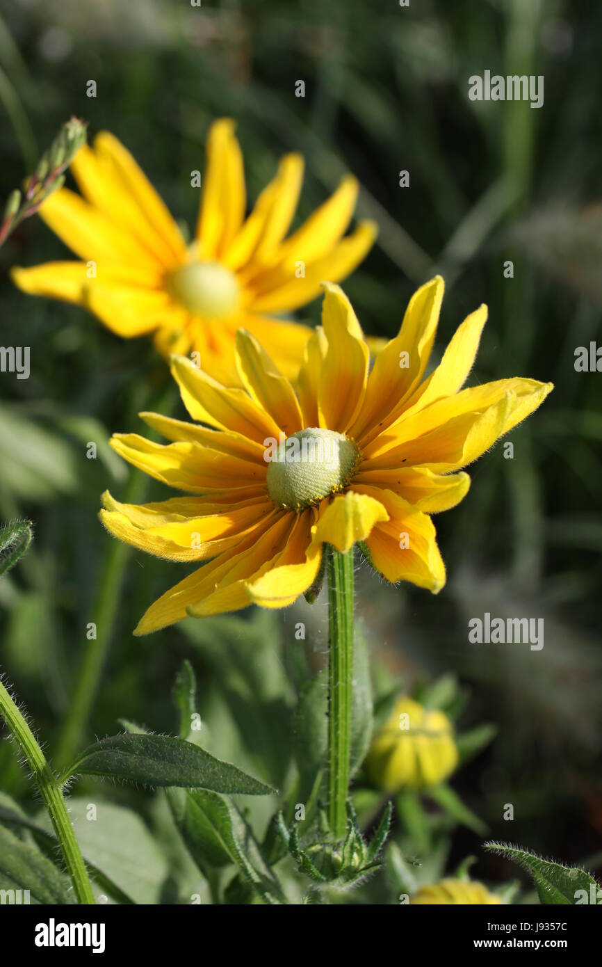 Prariesun hi-res stock photography and images - Alamy