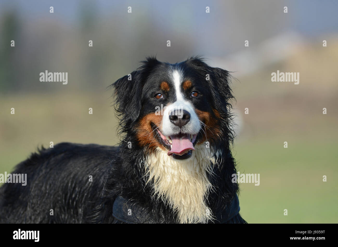 Bernese berner perro berner hi-res stock photography and images - Alamy