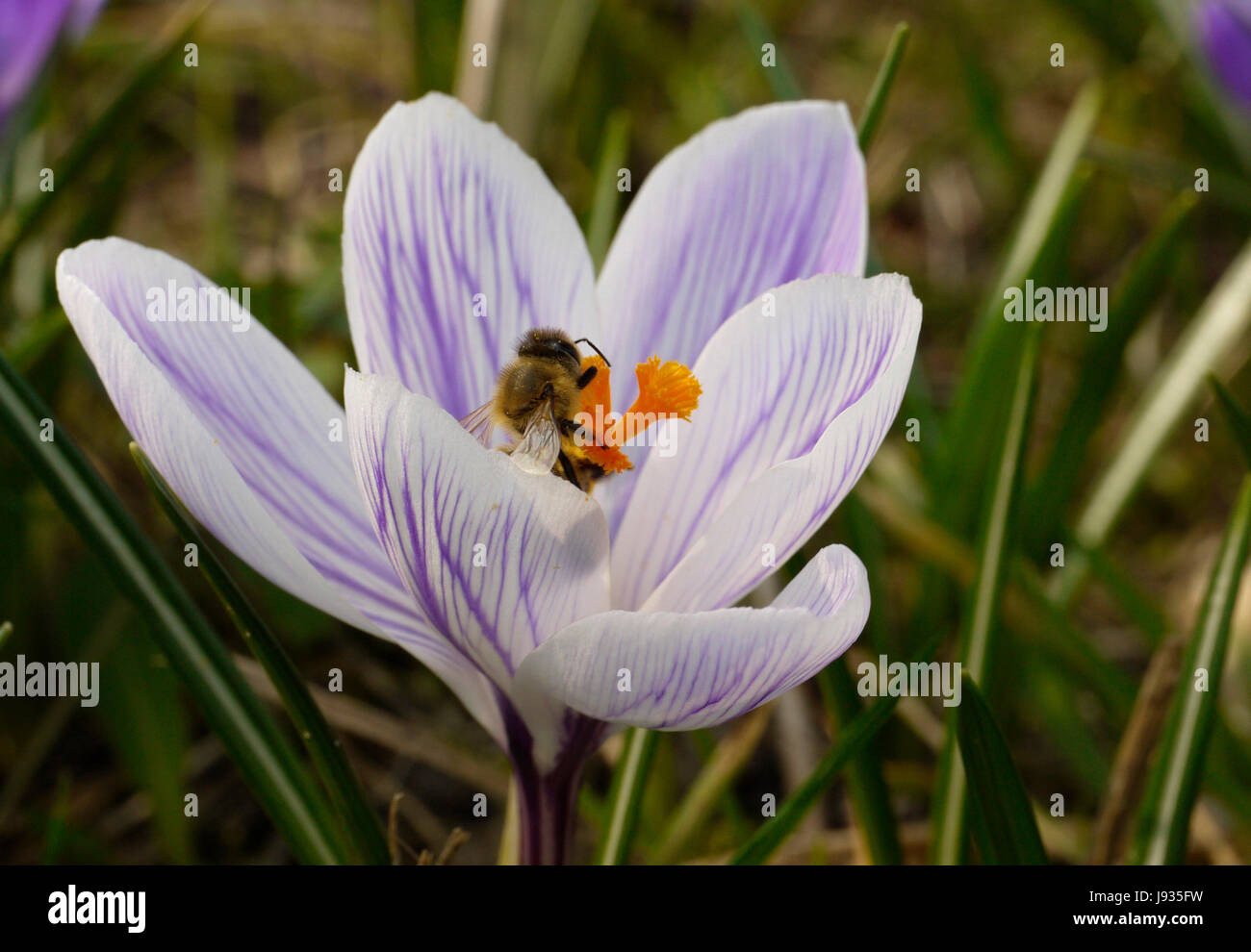 spring, crocus, insect, bee, macro, close-up, macro admission, close up ...