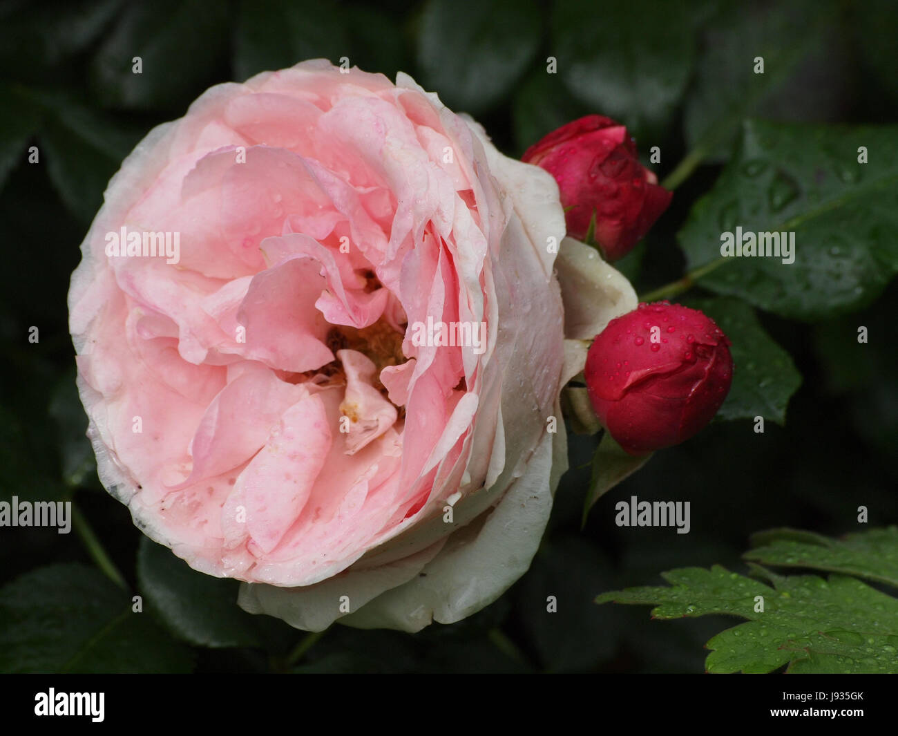 flower, plant, bloom, blossom, flourish, flourishing, roses, nature ...