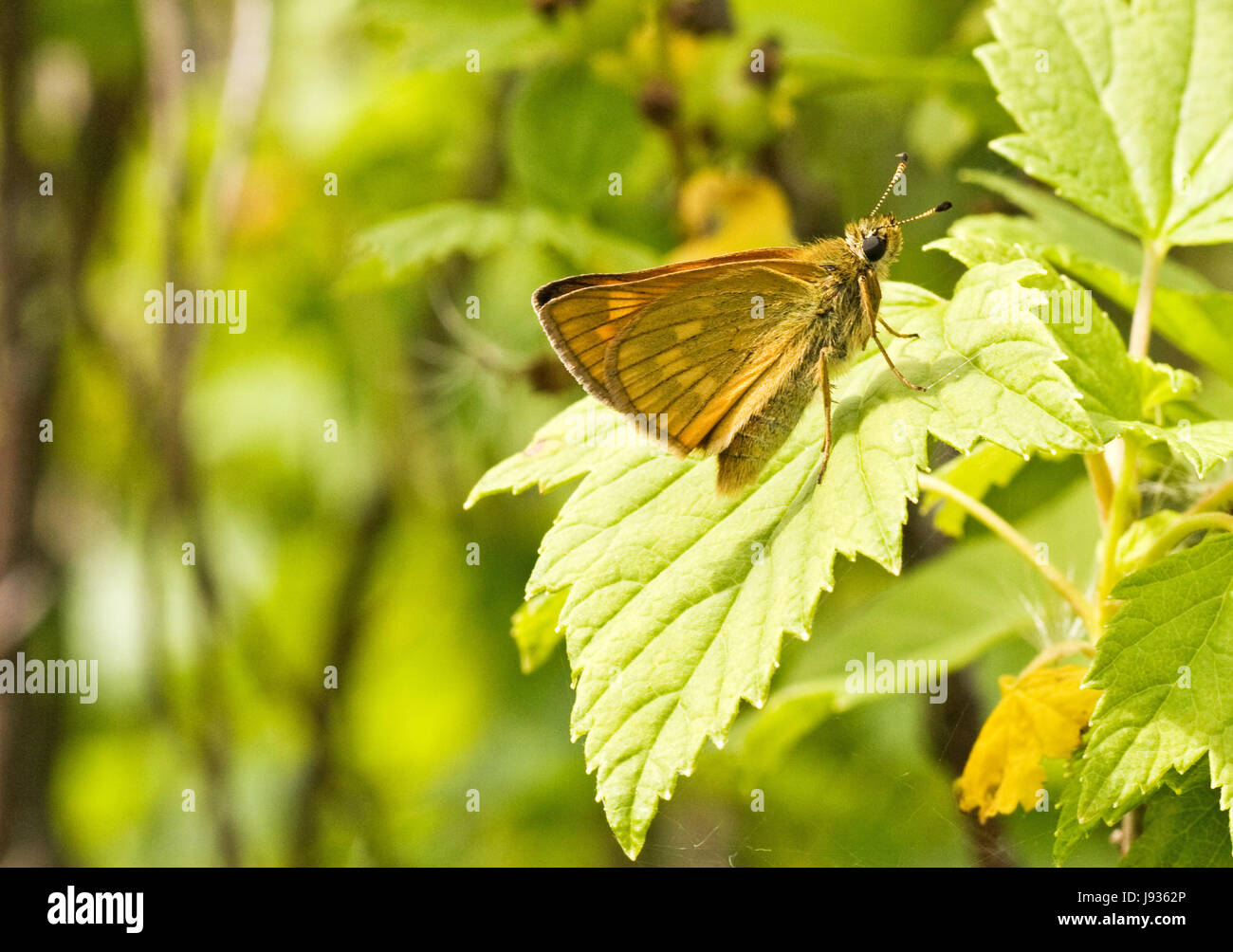 insect, fauna, butterfly, flora, summer, summerly, bug, organism ...