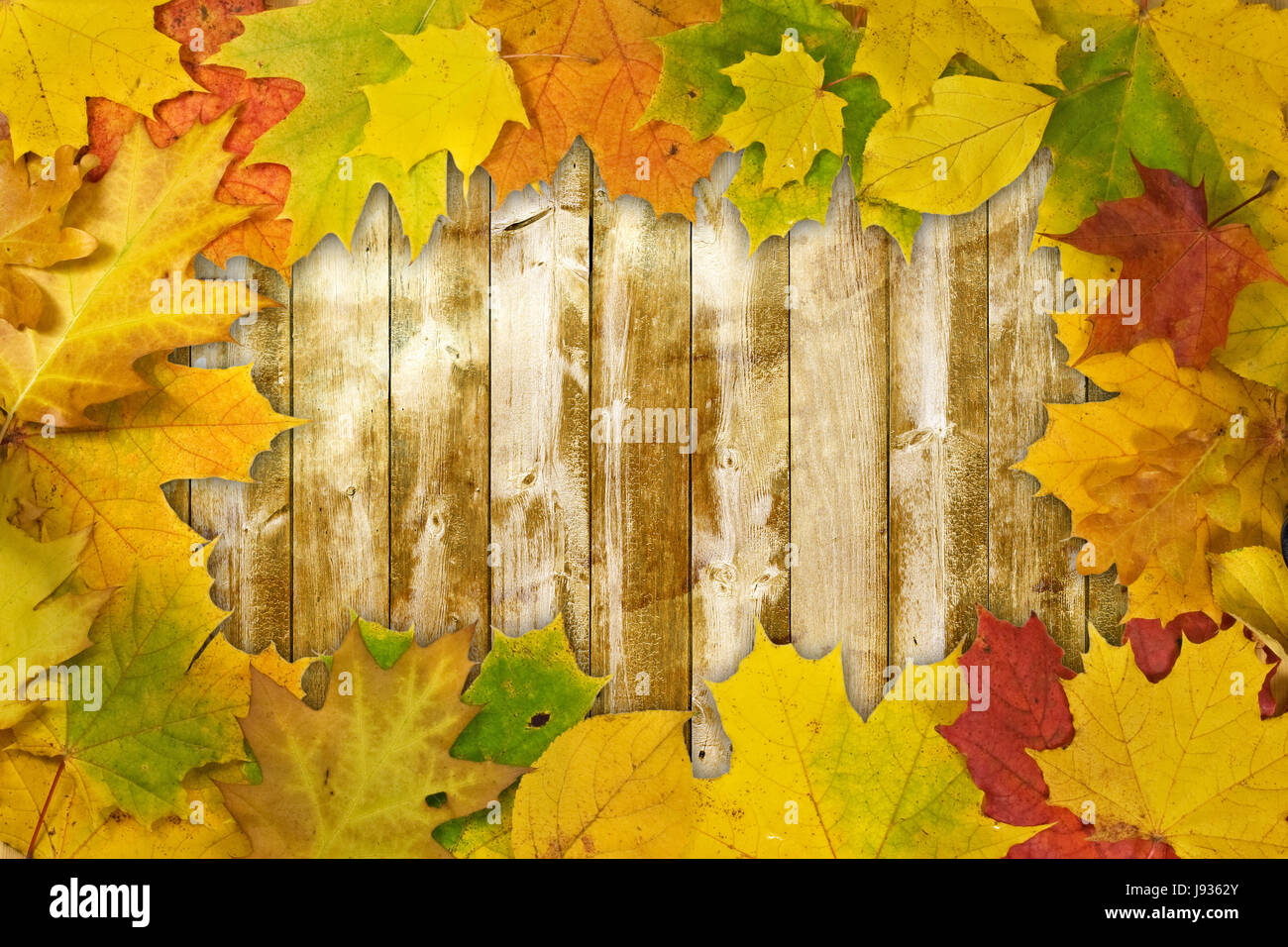board, leaf, colored, season, backdrop, background, fall, autumn, board ...