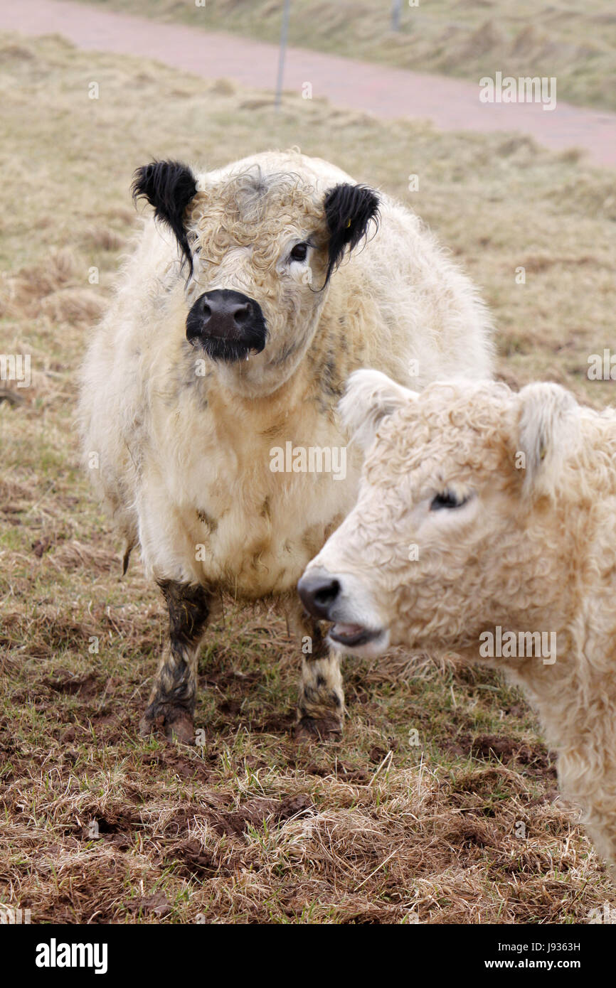 cow, bovine, cows, cattle, animal, mammal, animals, mammals, cow ...