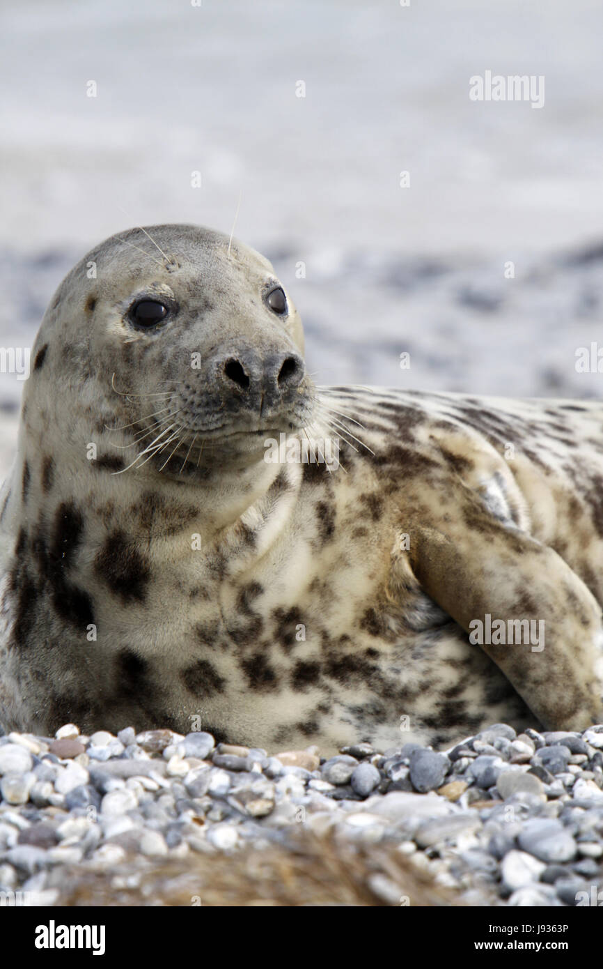 mammal, animals, seal, crawl, animal, mammal, animals, water, north sea ...