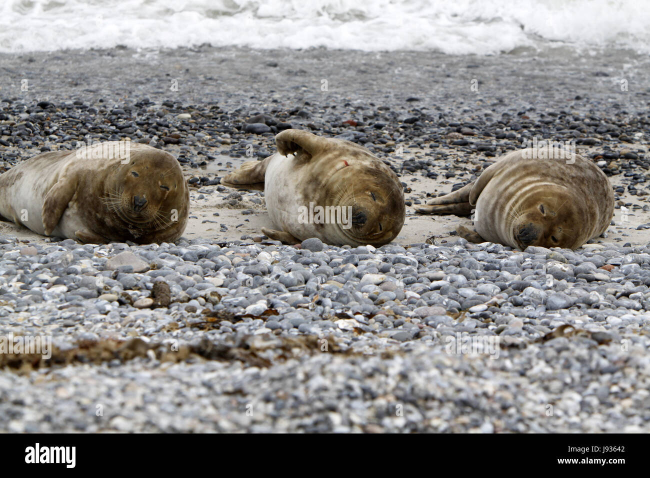 Mammal animals seal crawl animal hi-res stock photography and images ...