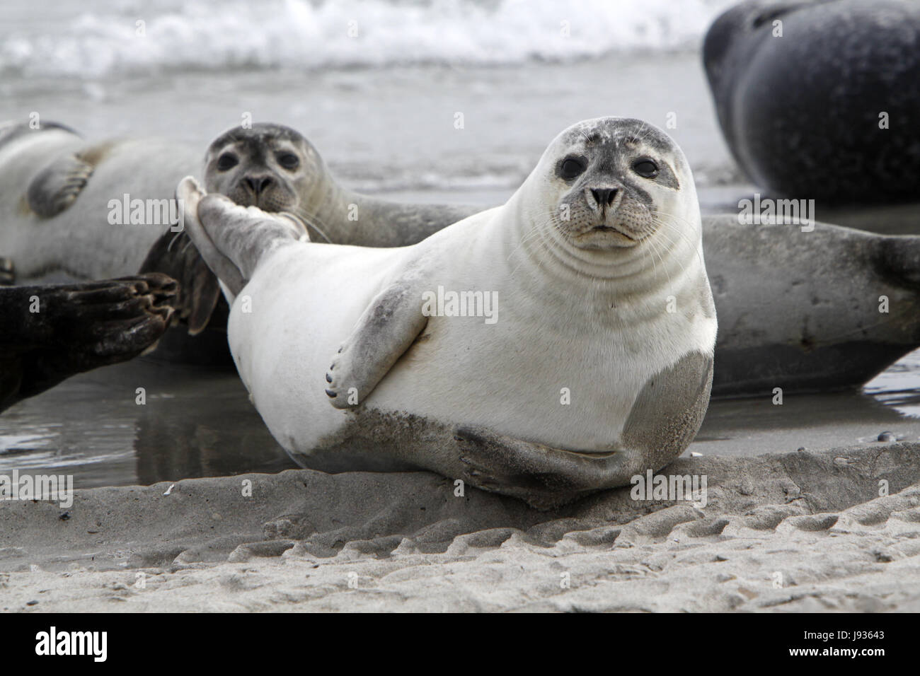 Mammal animals seal crawl animal hi-res stock photography and images ...