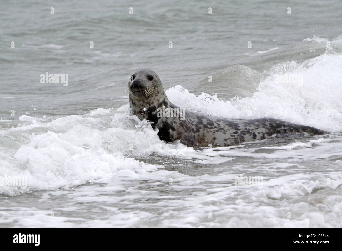 Mammal animals seal crawl animal hi-res stock photography and images ...