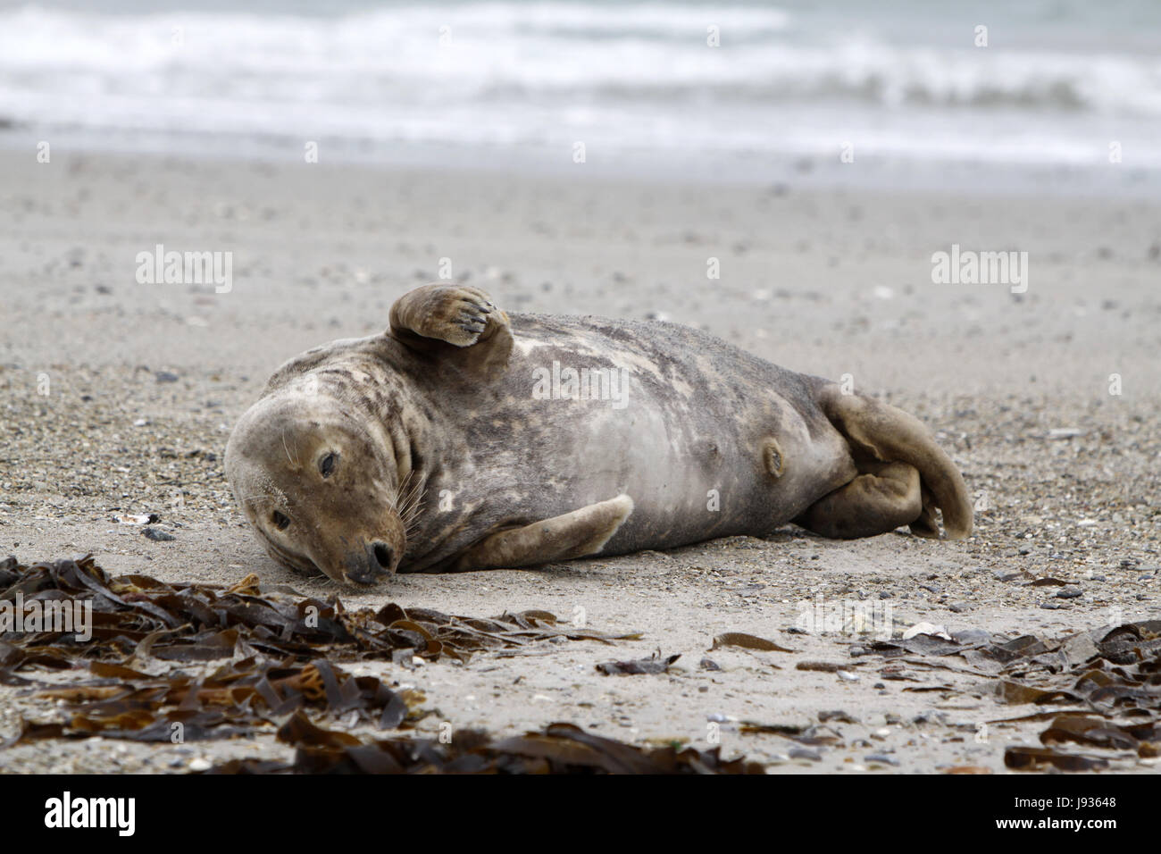 mammal, animals, seal, crawl, animal, mammal, animals, water, north sea ...