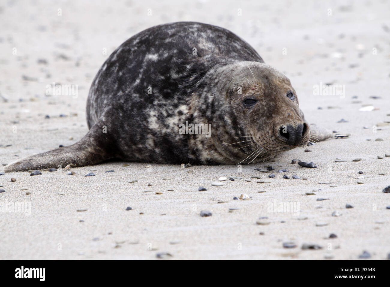 Mammal animals seal crawl animal hi-res stock photography and images ...