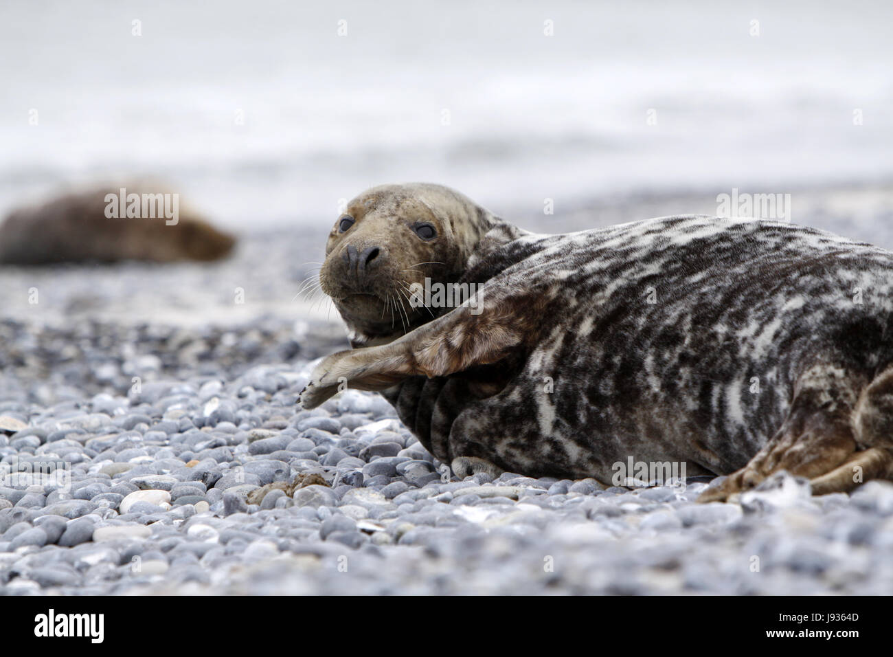 mammal, animals, seal, crawl, animal, mammal, animals, water, north sea ...