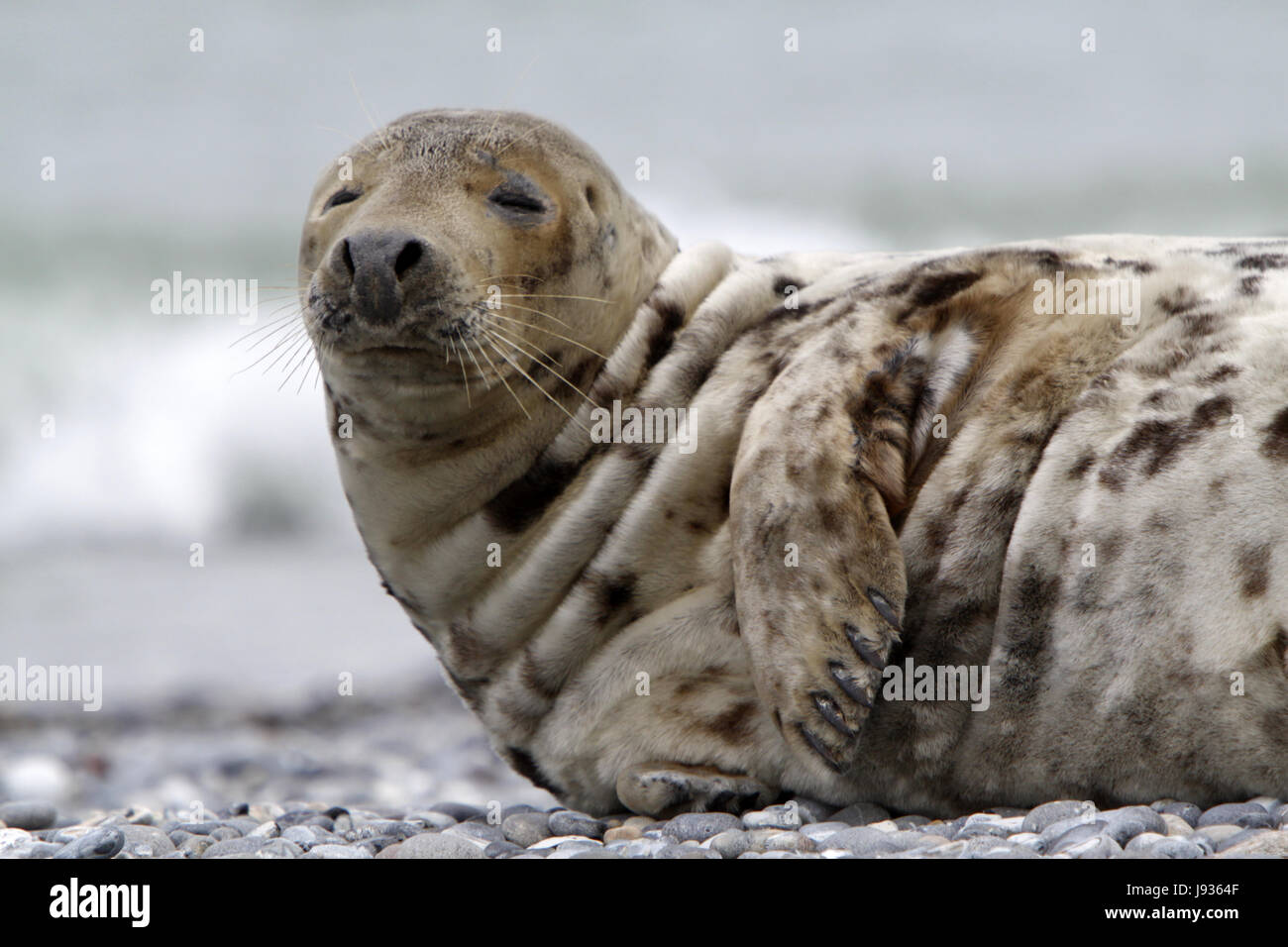 mammal, animals, seal, crawl, animal, mammal, animals, water, north sea ...
