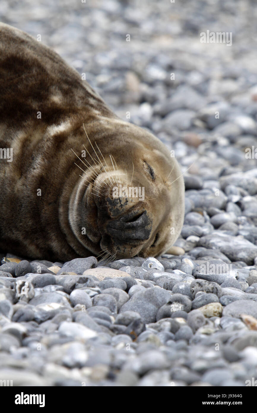 mammal, animals, seal, crawl, animal, mammal, animals, water, north sea ...