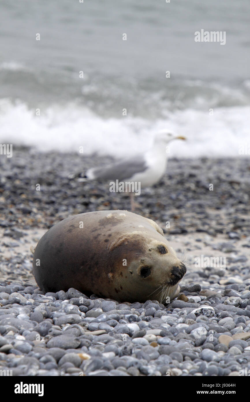 mammal, animals, seal, crawl, animal, mammal, animals, water, north sea ...