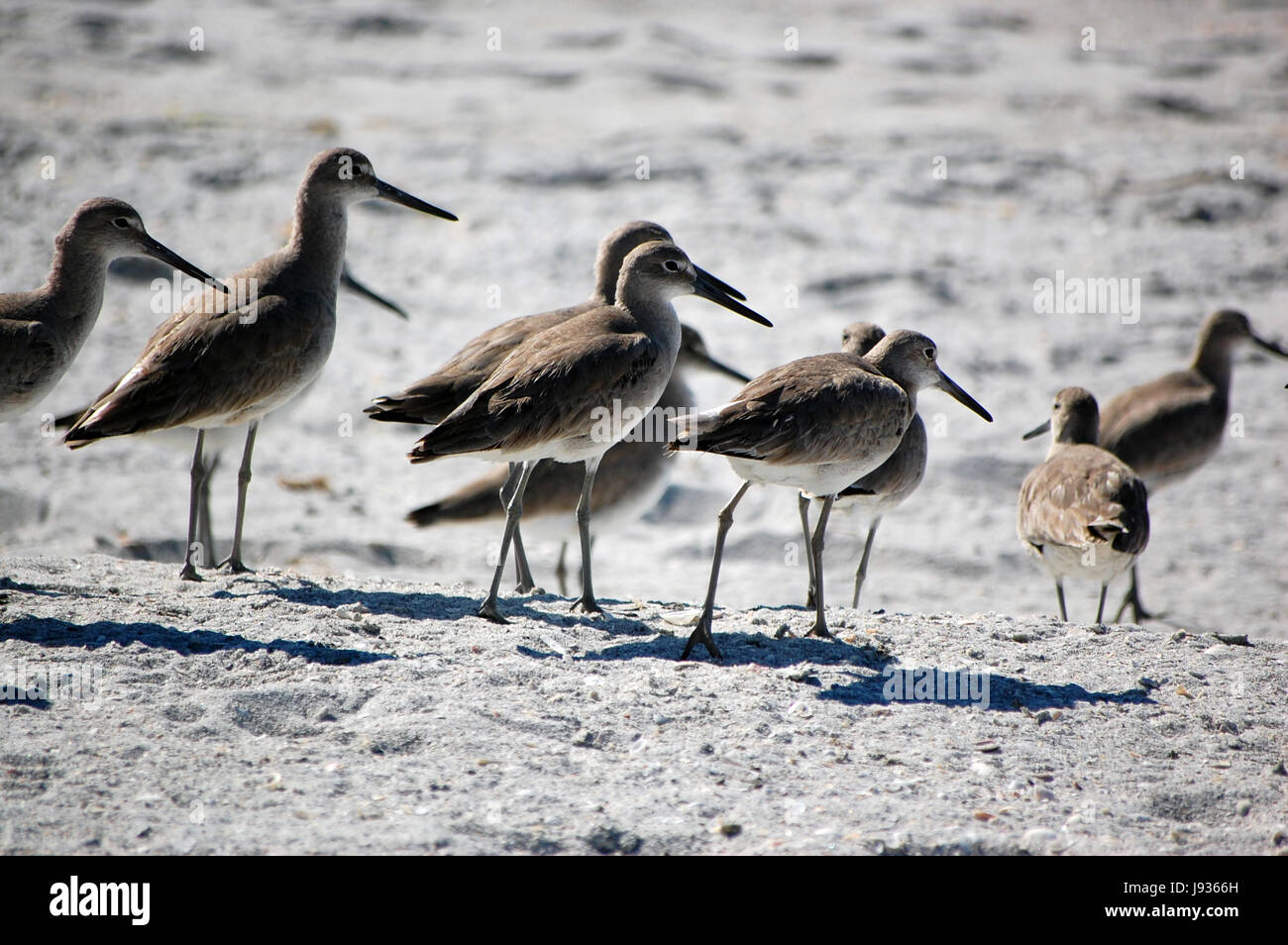 tourism, swamp, usa, salt water, sea, ocean, water, nature, detail ...