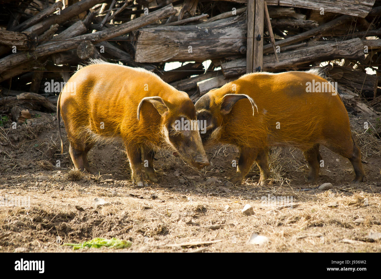 Pig head ladder hi-res stock photography and images - Alamy
