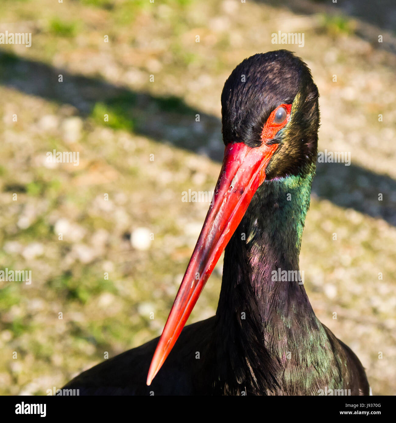 bird, birds, stork, legs, beautiful, beauteously, nice, birth ...