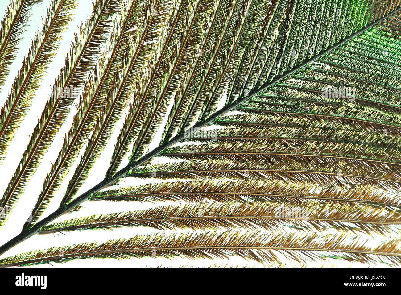 Shiny feather hi-res stock photography and images - Alamy