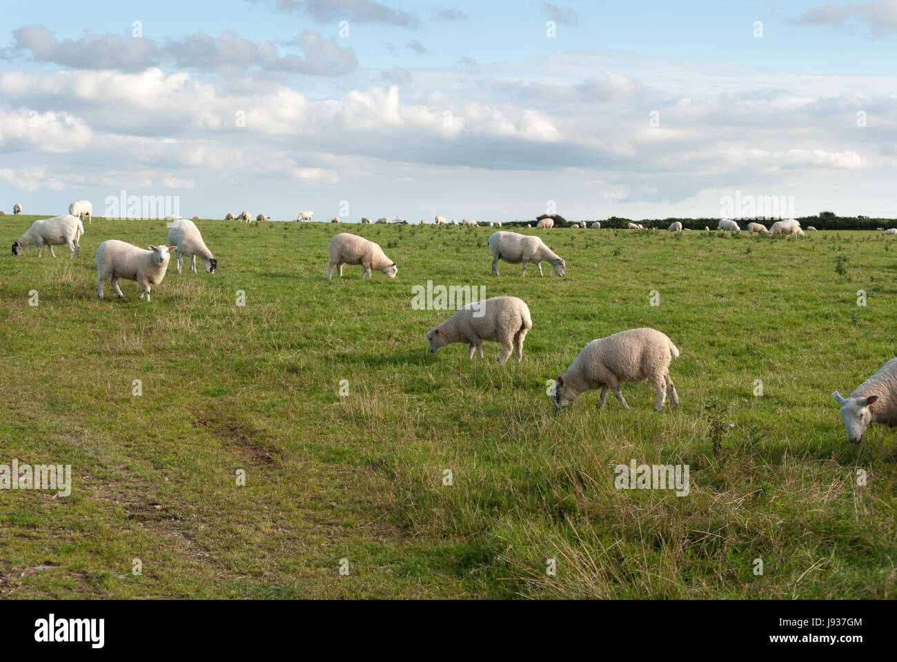 environment, enviroment, animals, sheep, farm, meadow, grass, lawn ...
