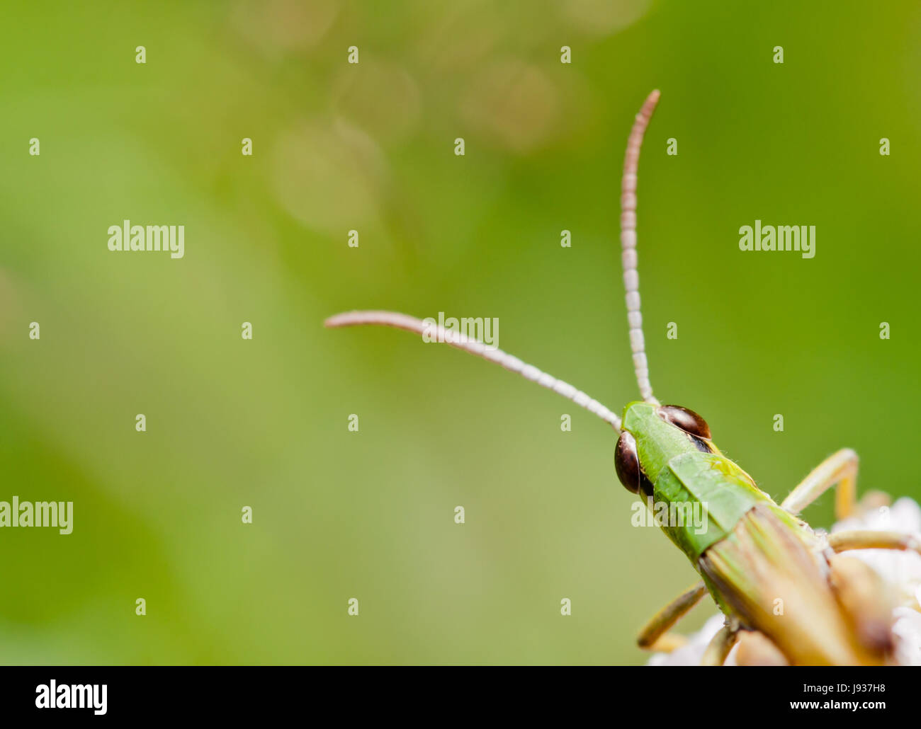 insect, green, summer, summerly, eyes, grasshopper, antenna, nature ...