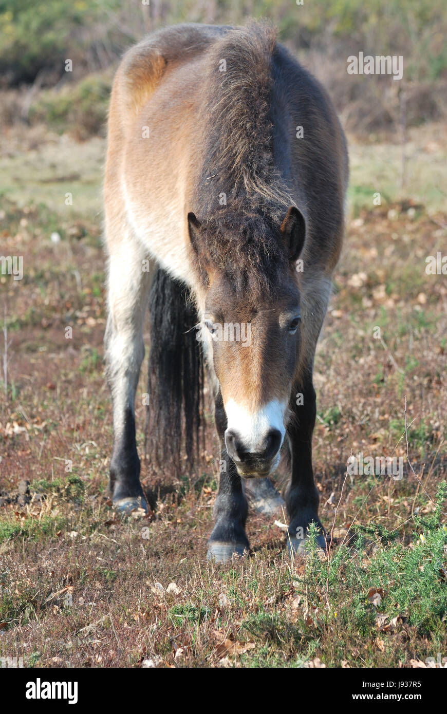 horse, mammals, pony, heath, head, horse, animal, wild, animals ...