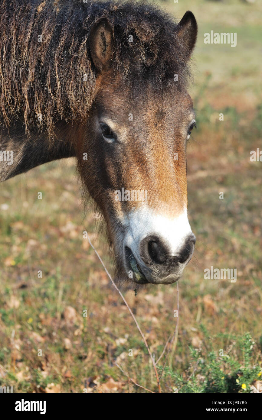 animals, heath, woodland, scenery, countryside, nature, head, horse ...