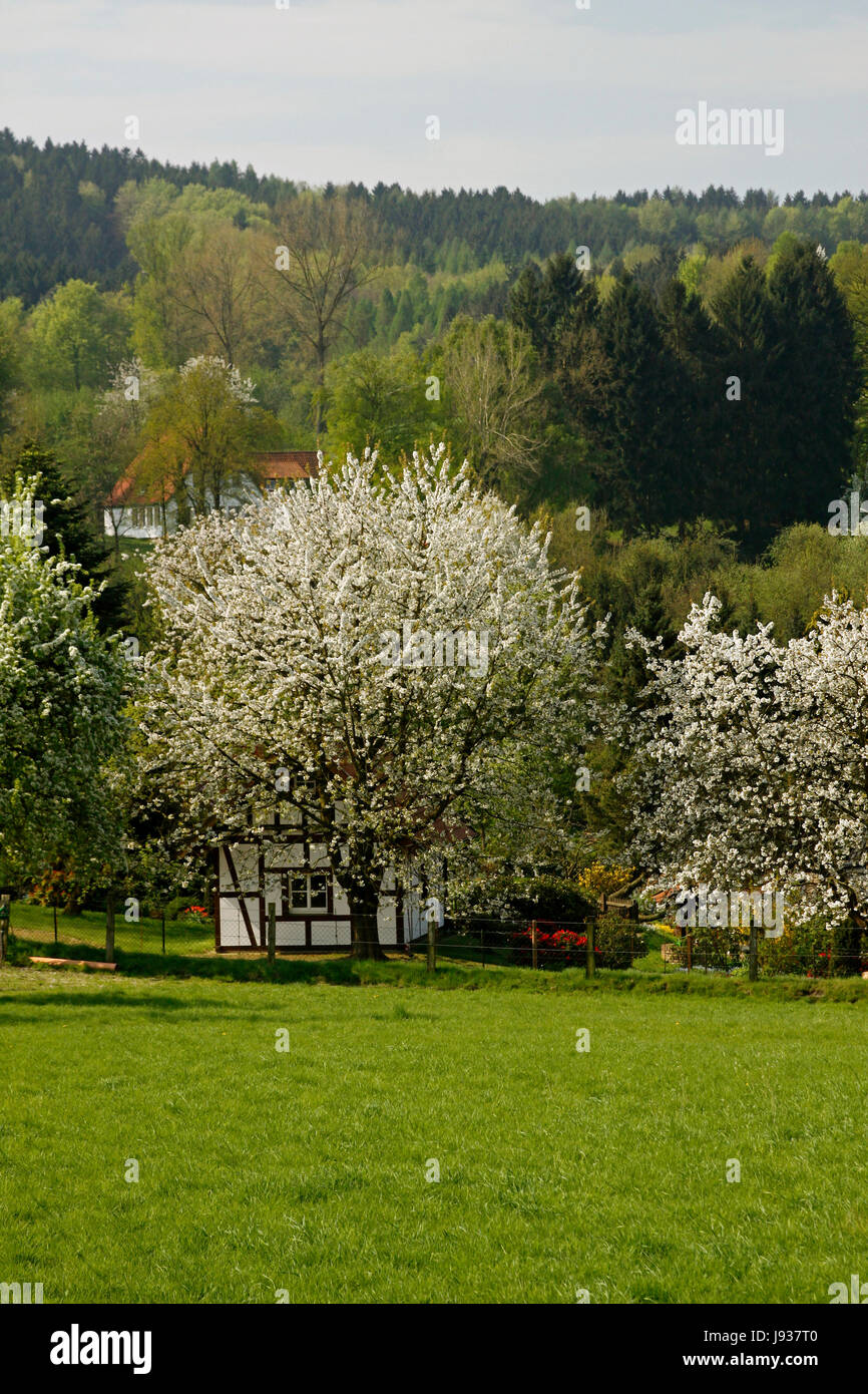 spring, landlive, lower saxony, cherry tree, scenery, countryside ...