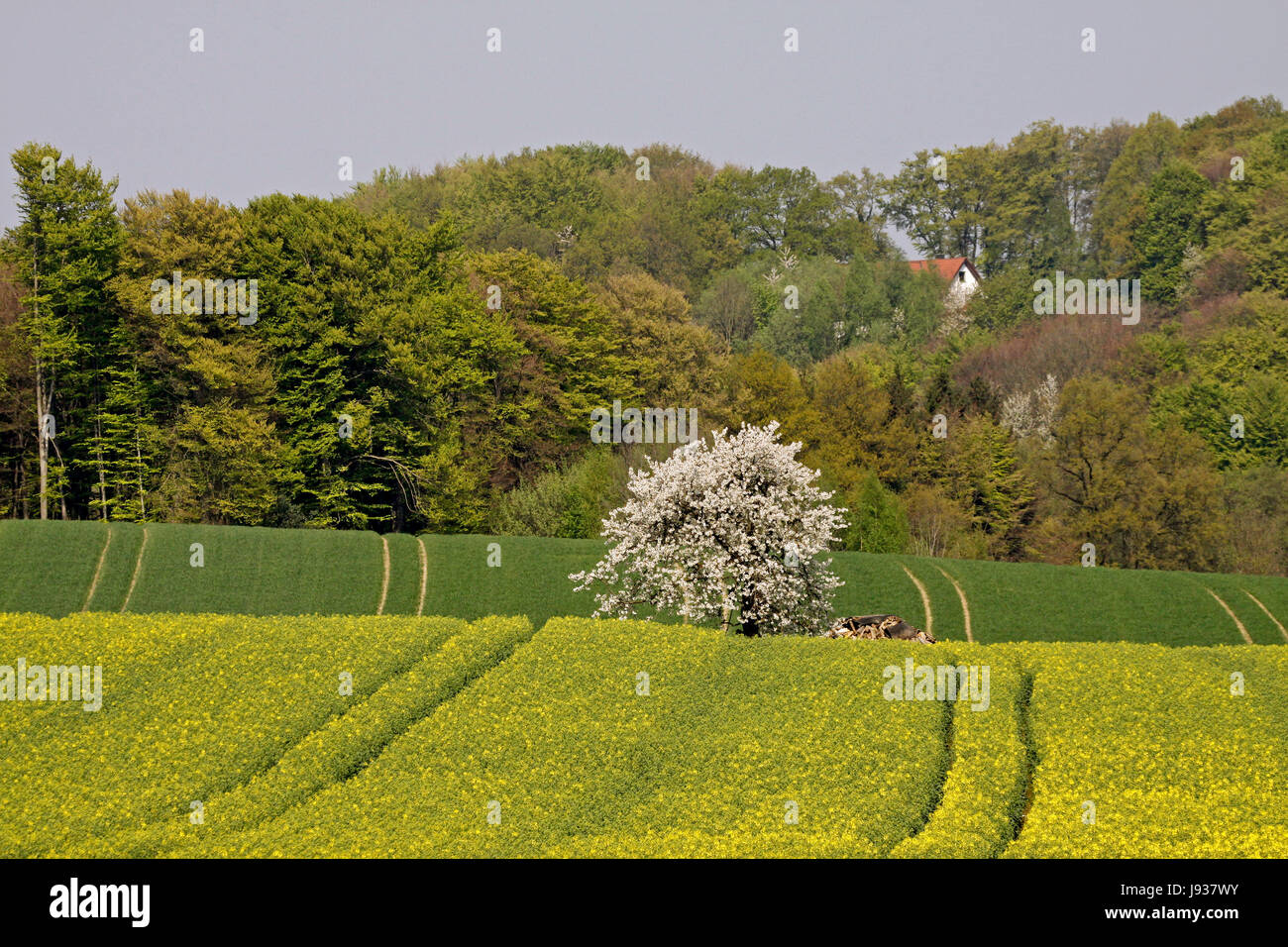 Rape field, field, spring, deciduous forest, lower saxony, cherry tree ...