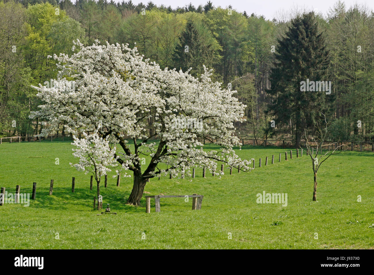 spring landscape with cherry trees in april,hagen atw,osnabrcker land,n ...