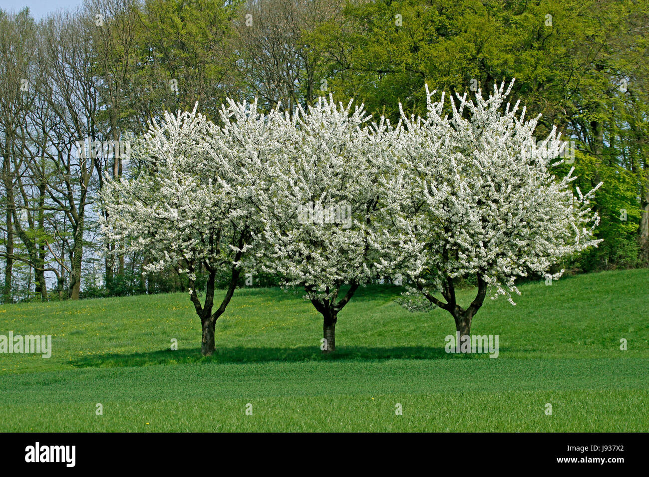 spring, lower saxony, april, cherry tree, scenery, countryside, nature ...
