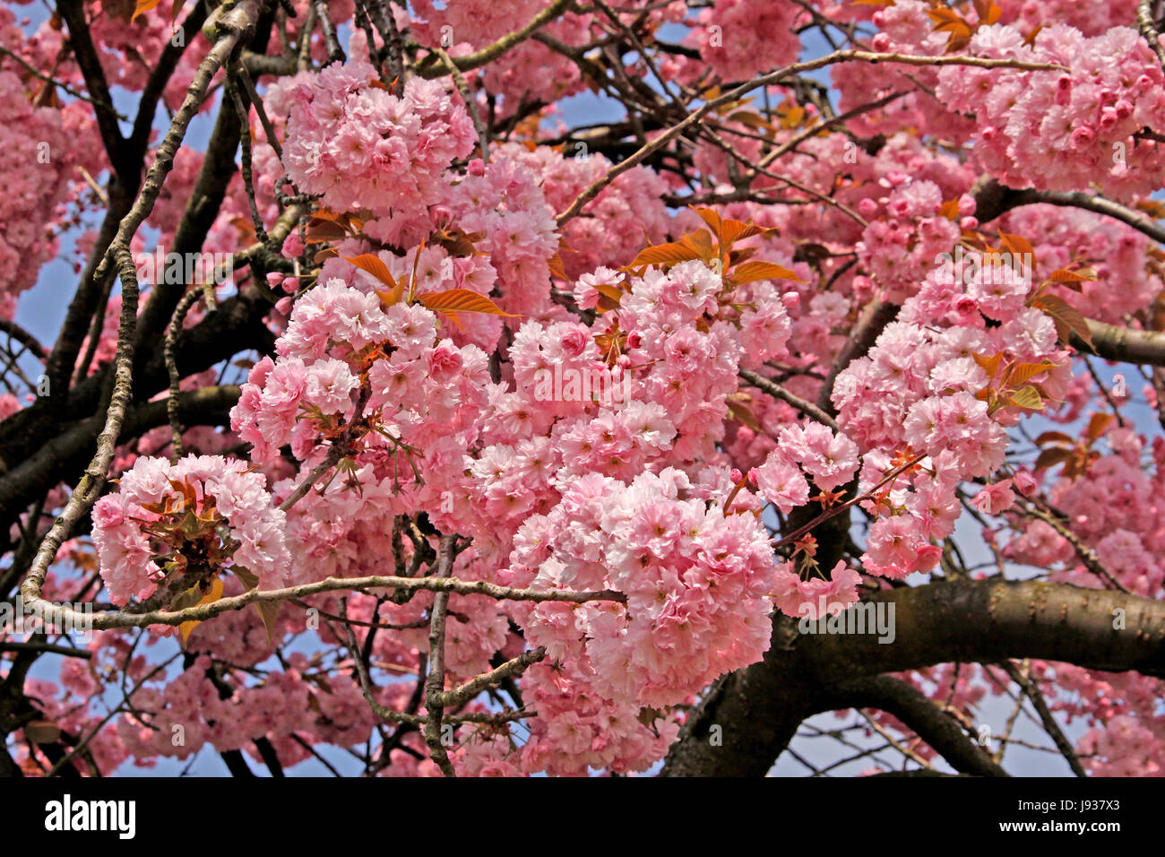 spring, april, cherry tree, detail, tree, deciduous tree, europe ...