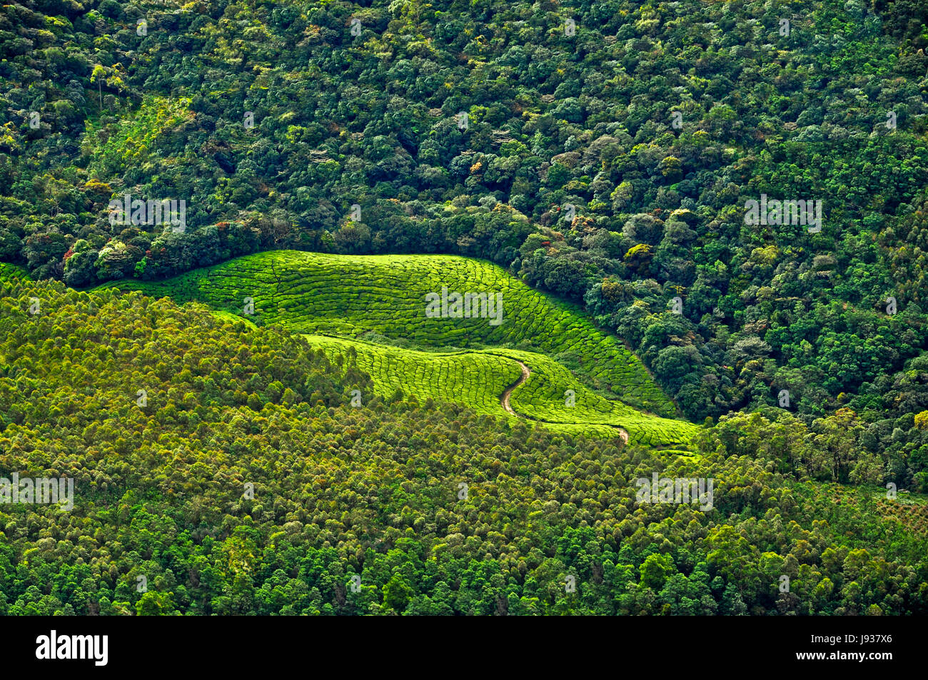 Munnar, beauty of munnar, tea garden munnar, Munnar Kerala Stock Photo ...
