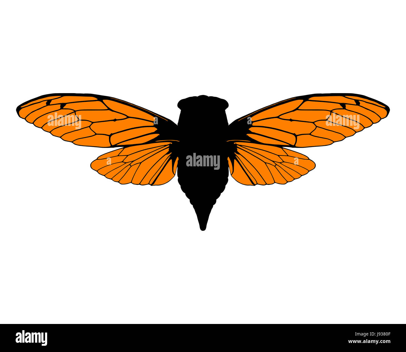 optional, science, animal, insect, wing, coloured, illustration, cicada ...
